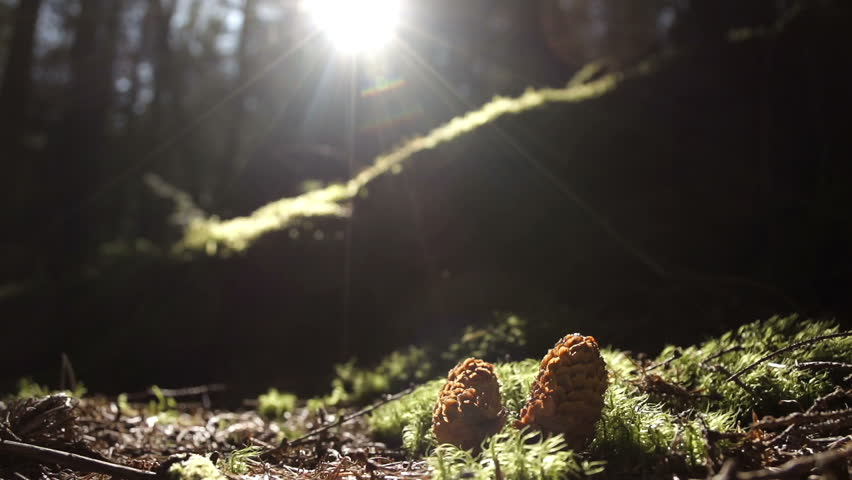 Autumn Pine Cone Falling from Stock Footage Video (100% Royalty-free ...