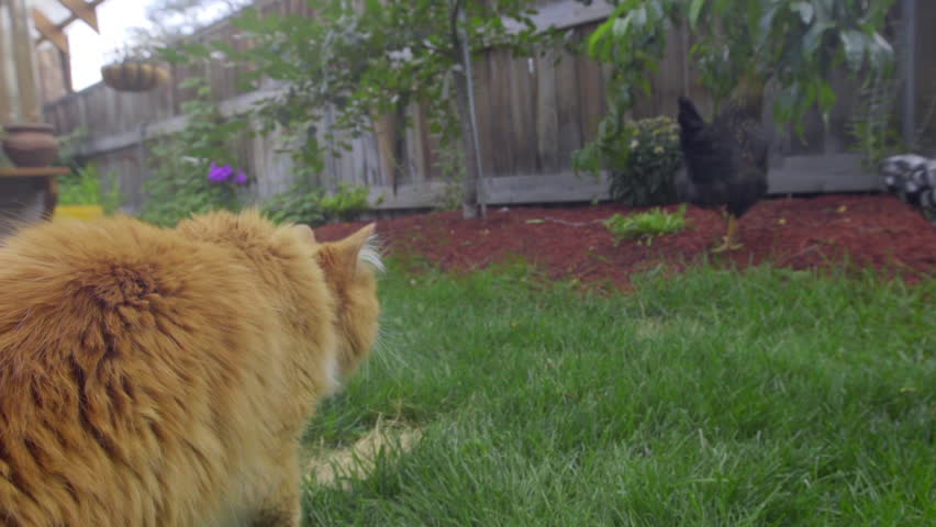 Black Cat stalking and preying image - Free stock photo - Public Domain ...