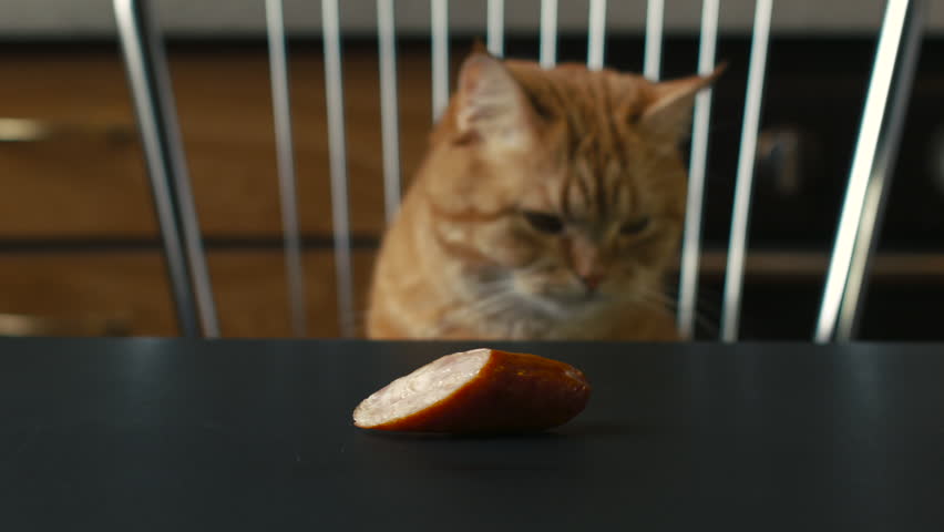 12 Cats stealing chair Stock Video Footage - 4K and HD Video Clips ...