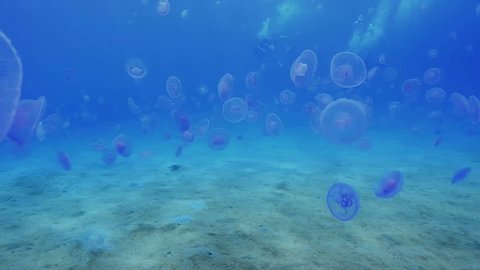 Pov Shot Scuba Diver Swimming Through Stock Footage Video (100% Royalty ...