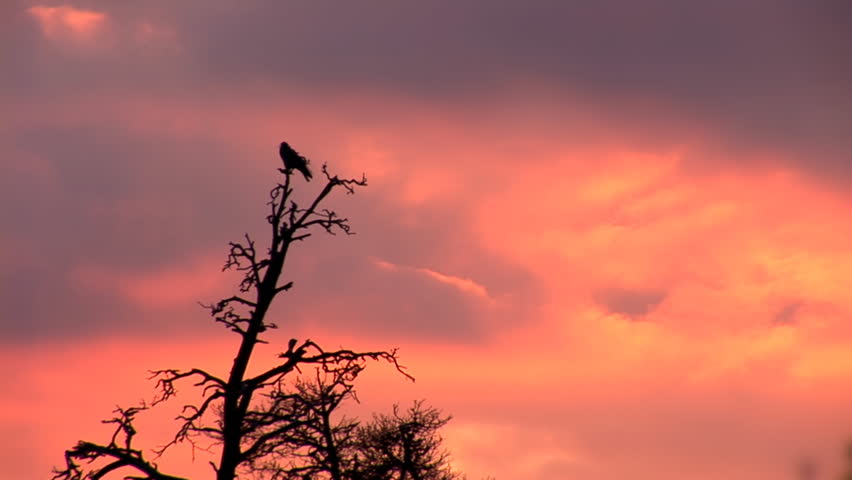 Two Crows on the Pine Trees image - Free stock photo - Public Domain ...