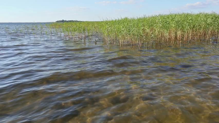 summer rushy lake view limpid water Stock Footage Video (100% Royalty ...