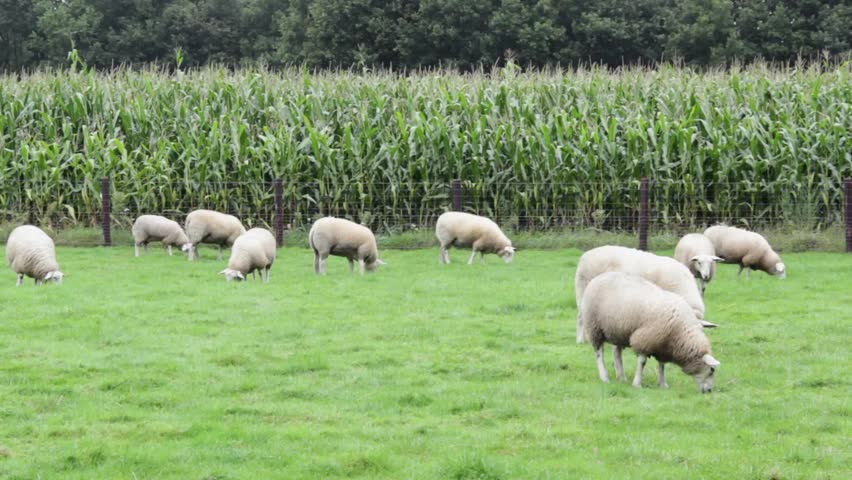 sheep meadow corn Stock Footage Video (100% Royalty-free) 15391201 ...