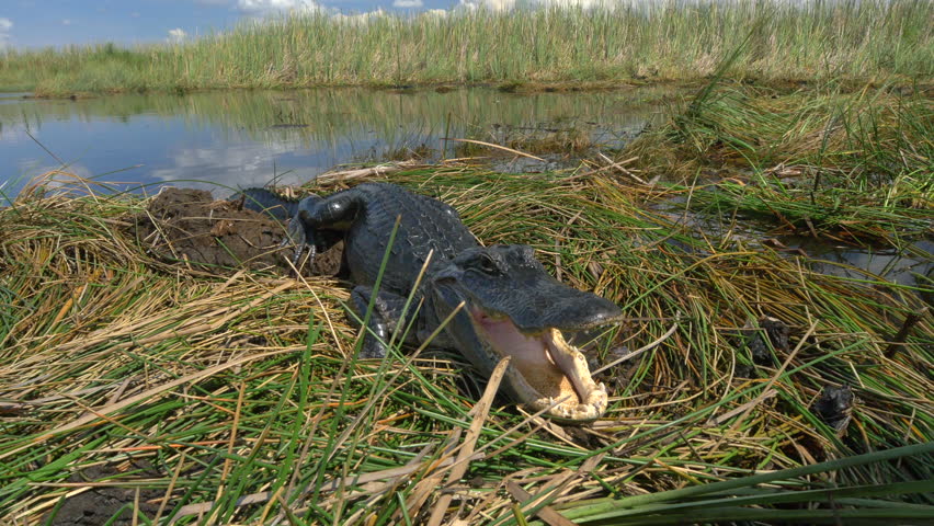 Big Alligator Jumping Fast Into Stock Footage Video (100% Royalty-free ...