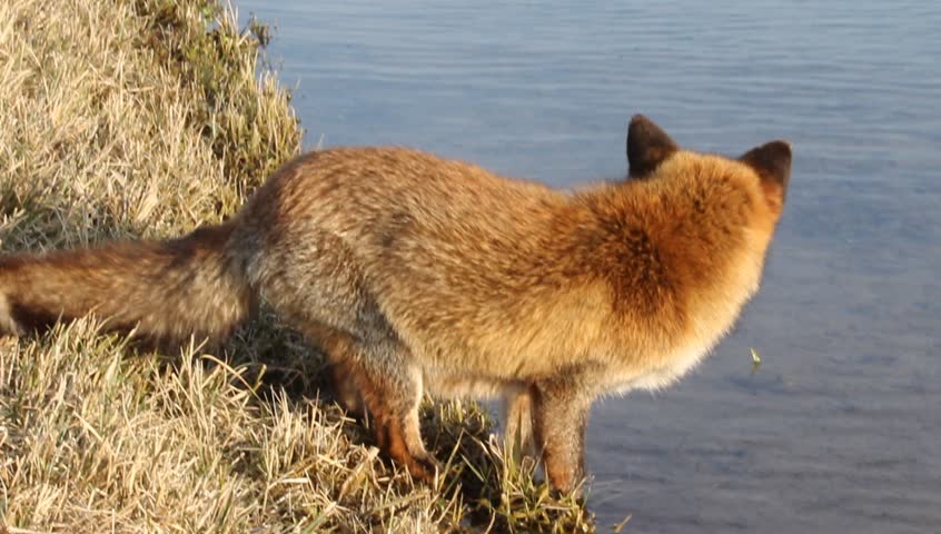 Red Fox Looking Over the Stock Footage Video (100% Royalty-free ...