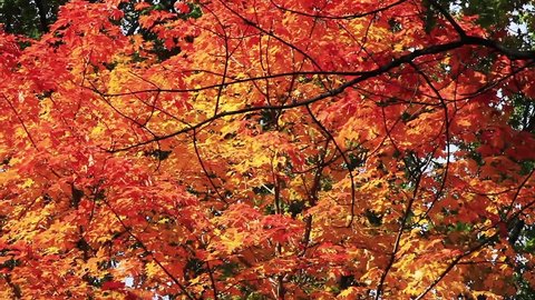 Loop Maple Tree Stunning Fall Foliage Stock Footage Video (100% Royalty ...