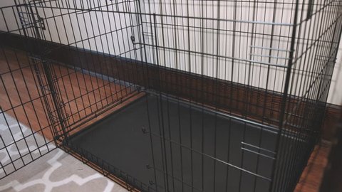 Large Empty Pet Kennel Home Camera Stock Footage Video (100% Royalty ...