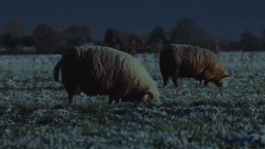 sheep field eating grass night during Stock Footage Video (100% Royalty ...