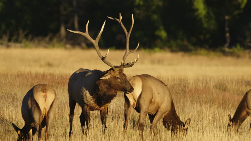 bull elk sniffing lick female during Stock Footage Video (100% Royalty ...