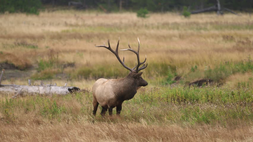14-point Bull Elk Standing Alone Stock Footage Video (100% Royalty-free ...