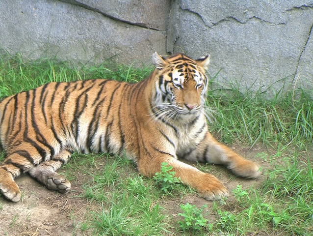 tiger rolling over 01 Stock Footage Video (100% Royalty-free) 155716 ...