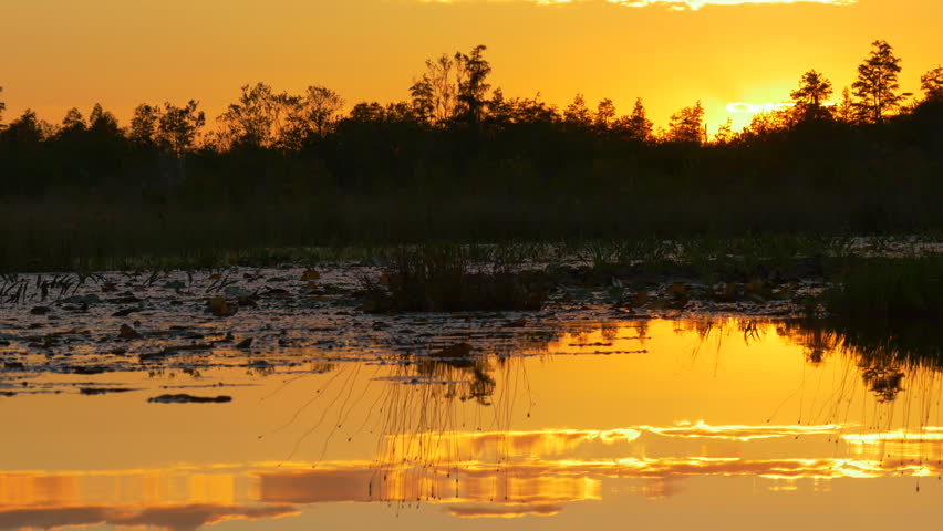 romantic wetlands swamp water lilies cypress Stock Footage Video (100% ...