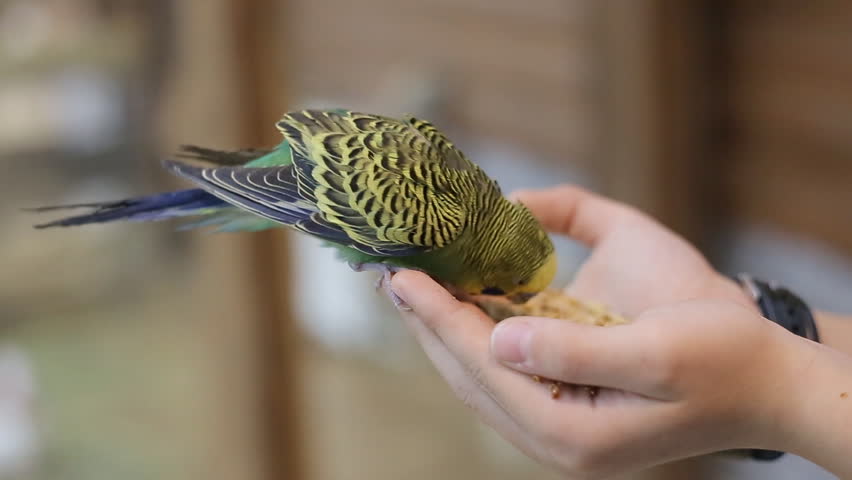 boy feeds parrots on his arm Stock Footage Video (100% Royalty-free ...