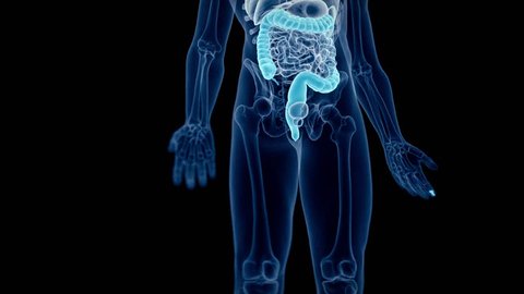 Medical 3d Animation Human Ureter Stock Footage Video (100% Royalty ...