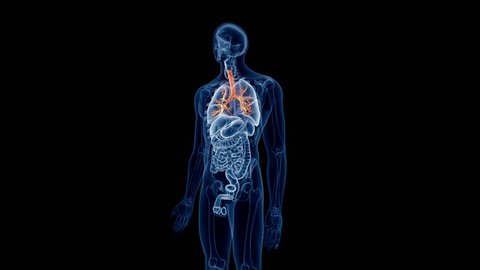 Medical 3d Animation Human Bronchi Stock Footage Video (100% Royalty ...