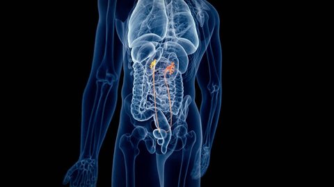 Medical 3d Animation Human Ureter Stock Footage Video (100% Royalty ...