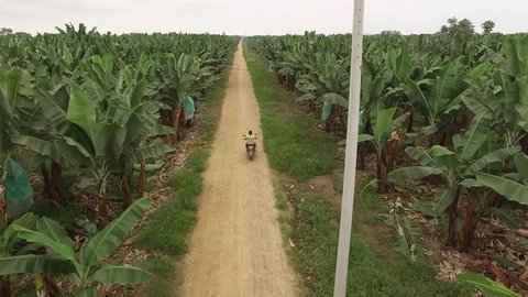 Motor Biker Riding Trough Banana Plantation Stock Footage Video (100% ...