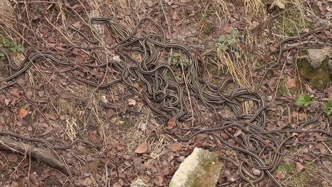 193 Mating Snakes Stock Video Footage - 4K and HD Video Clips ...
