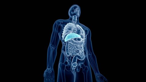 Medical 3d Animation Human Liver Stock Footage Video (100% Royalty-free ...