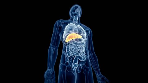 Digestive System Animation Stock Footage Video (100% Royalty-free ...