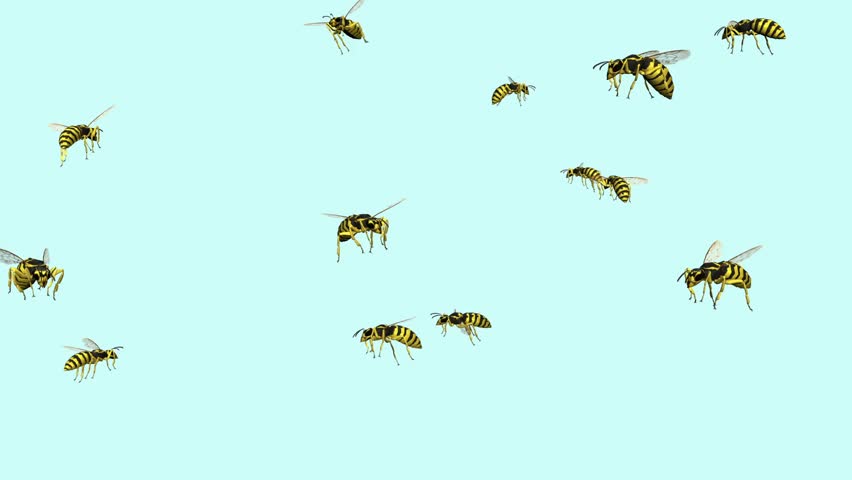 wasp swarm animation Stock Footage Video (100% Royalty-free) 15661201 ...