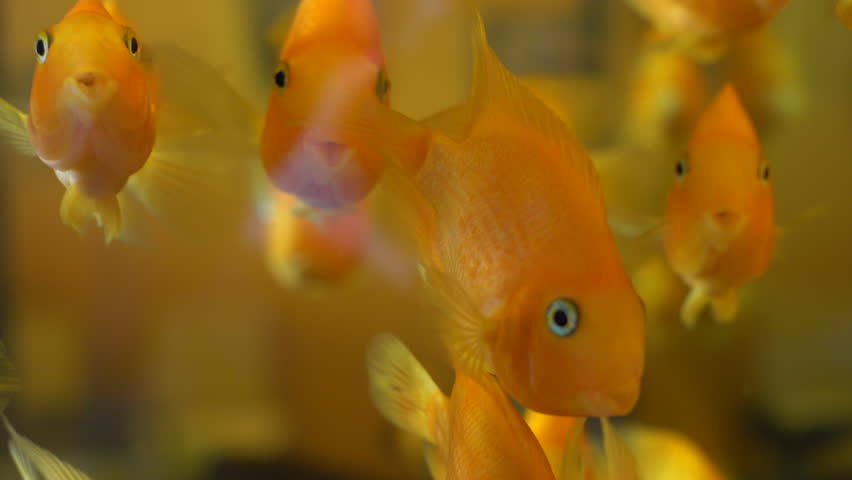 Goldfish in the Water in Stock Footage Video (100% Royalty-free ...