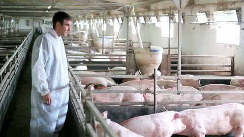 Veterinarian Doctor Examining Pigs Pig Farm Stock Footage Video (100% ...