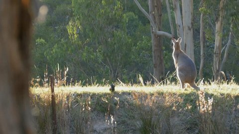 Kangaroo Bugs Stock Footage Video (100% Royalty-free) 15687112 ...