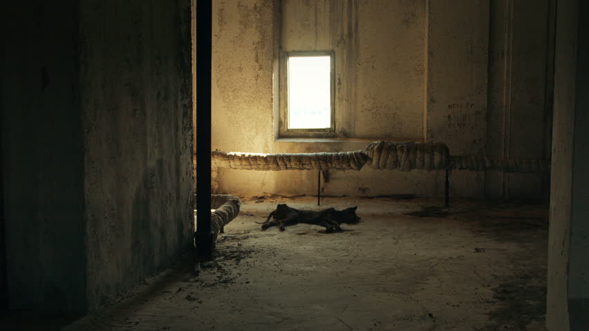 chernobyl - rotting dog corpse abandoned Stock Footage Video (100% ...