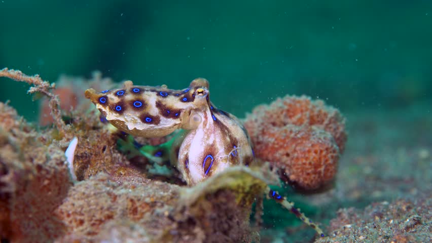 blue-ringed octopus eggs hapalochlaena sp Stock Footage Video (100% ...