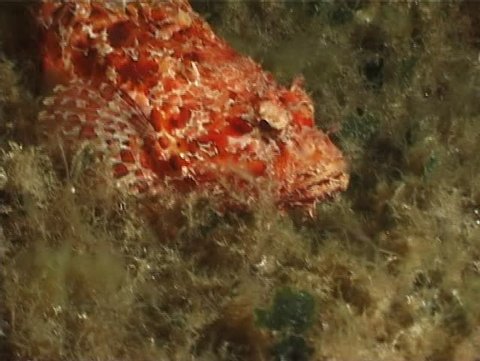 red scorpion fish eat anchovy fraction Stock Footage Video (100% ...