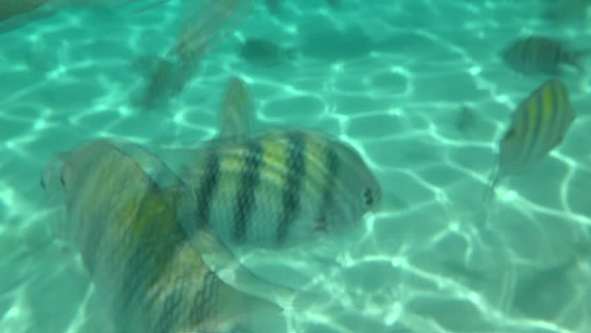 Stock Video Footage - 4K and HD Video Clips | Shutterstock