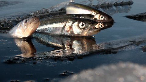 Symbolic Video Dirty Water Choking Fish: vídeo stock (100% livre de ...