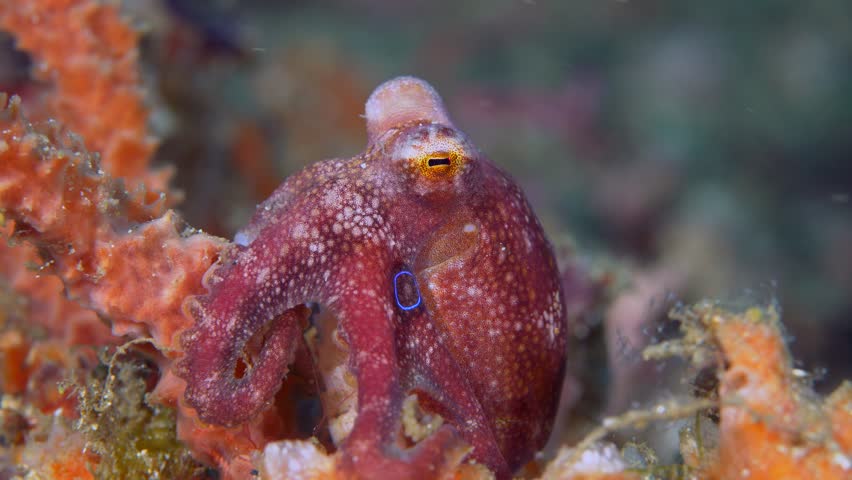 mototi octopus blue rings changing color Stock Footage Video (100% ...