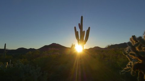 Funky Saguaro Cactus Sunrise Moutain Backdrop Stock Photo 1048646681 ...