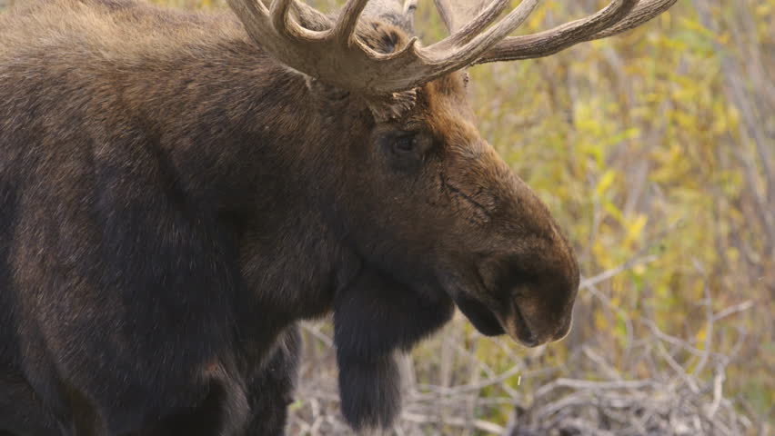 close big bull moose head large Stock Footage Video (100% Royalty-free ...