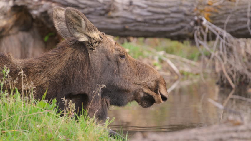close moose chewing tall grass grand Stock Footage Video (100% Royalty ...