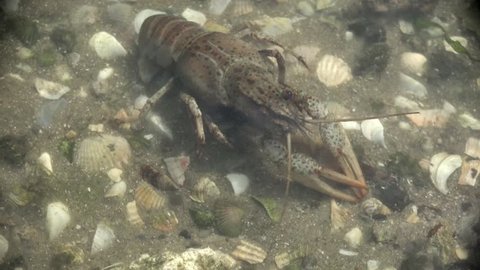 Crayfish Under Water Among Rocks Seaweed Stock Footage Video (100% ...