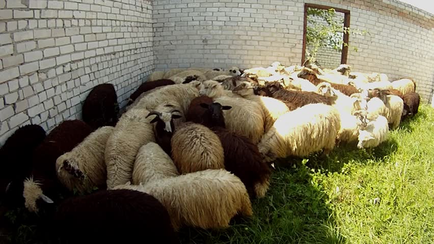 process slaughtering butchering sheep kiev ukraine Stock Footage Video ...