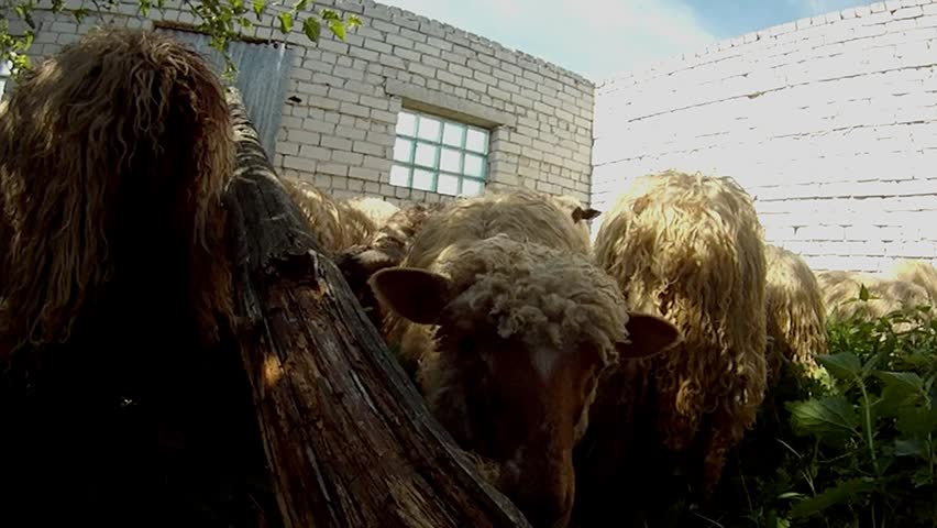 process slaughtering butchering sheep kiev ukraine Stock Footage Video ...