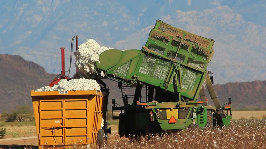 mechanical harvester unloads cotton into compactor Stock Footage Video ...