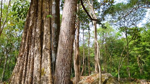 Garden Lyptus Trees Stock Photo 1281052072 | Shutterstock