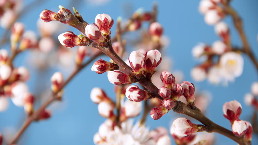 Floar Background Stock Video Footage - 4K and HD Video Clips | Shutterstock