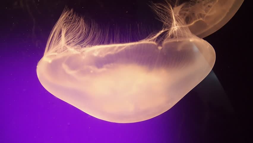 Tokyo Sea Life Park in Tokyo, Japan image - Free stock photo - Public ...