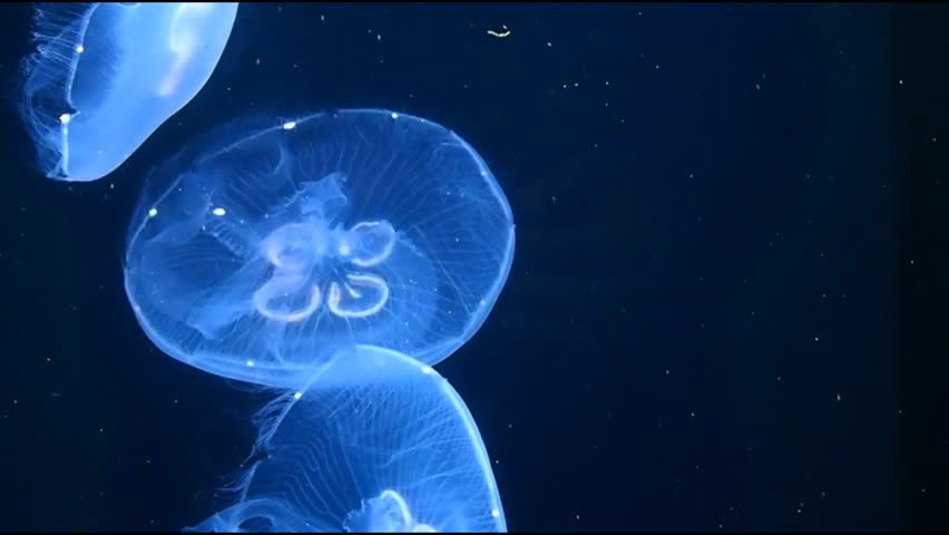 Tokyo Sea Life Park in Tokyo, Japan image - Free stock photo - Public ...