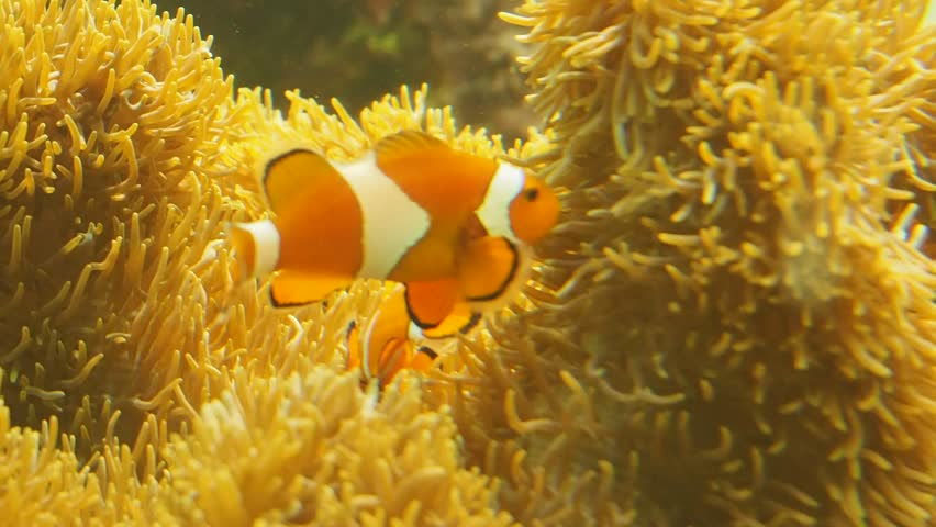 Tokyo Sea Life Park in Tokyo, Japan image - Free stock photo - Public ...