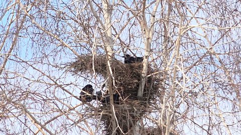 Black Rooks Birds Build Nests Close Stock Footage Video (100% Royalty ...