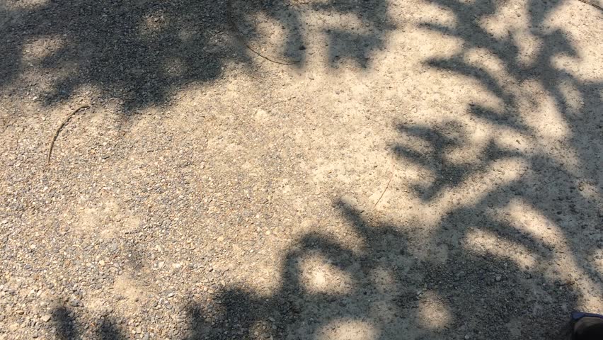 Summer Wind and Shadow of Stock Footage Video (100% Royalty-free ...