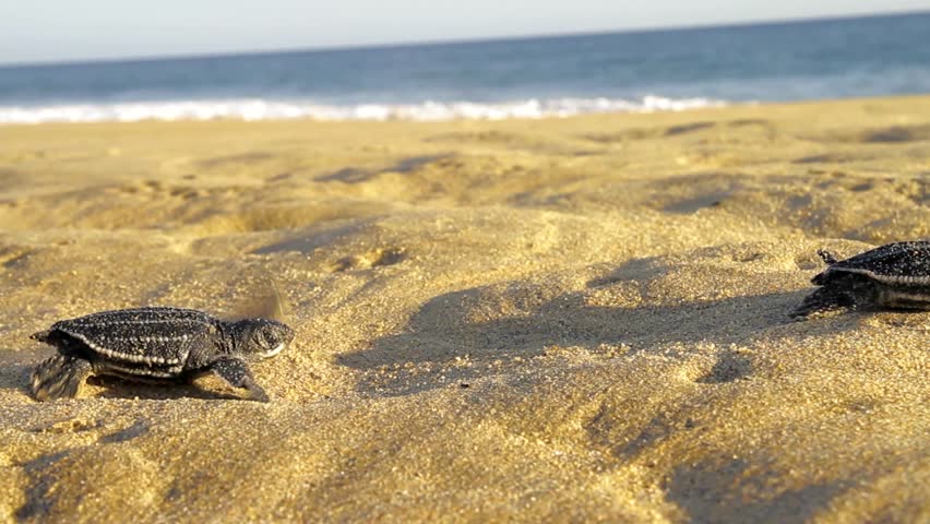 Turtle Speed Stock Video Footage - 4K and HD Video Clips | Shutterstock