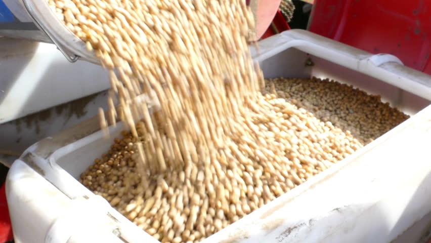 preparing sowing pouring soybean seeds planting Stock Footage Video ...